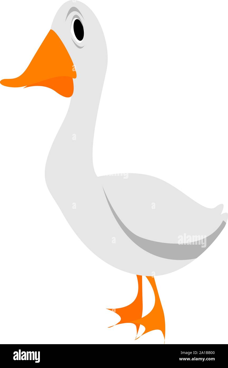 White black cow duck Cut Out Stock Images & Pictures - Alamy