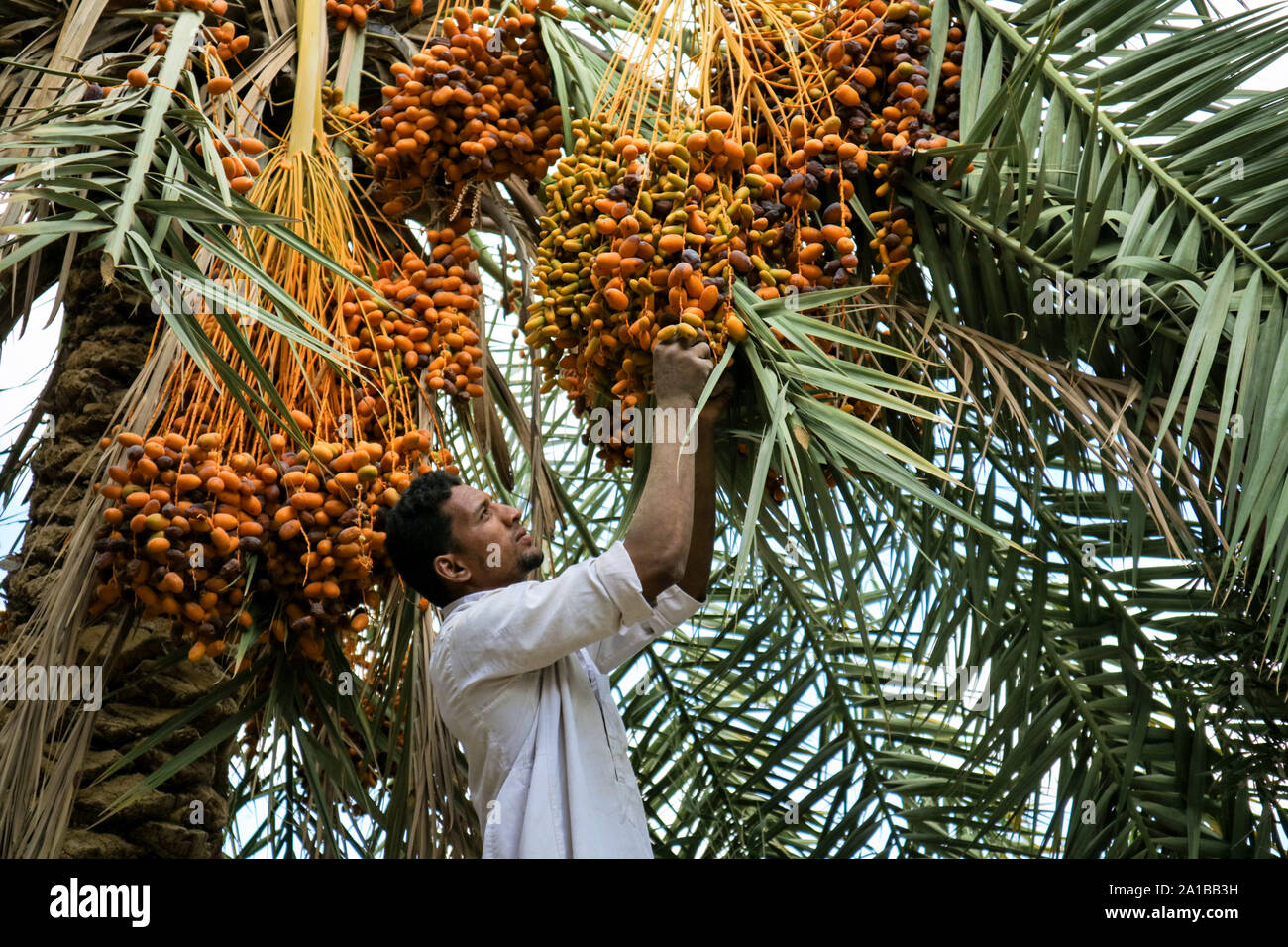 A Siwi man harvesting Date Palms in Siwa Oasis Stock Photo - Alamy