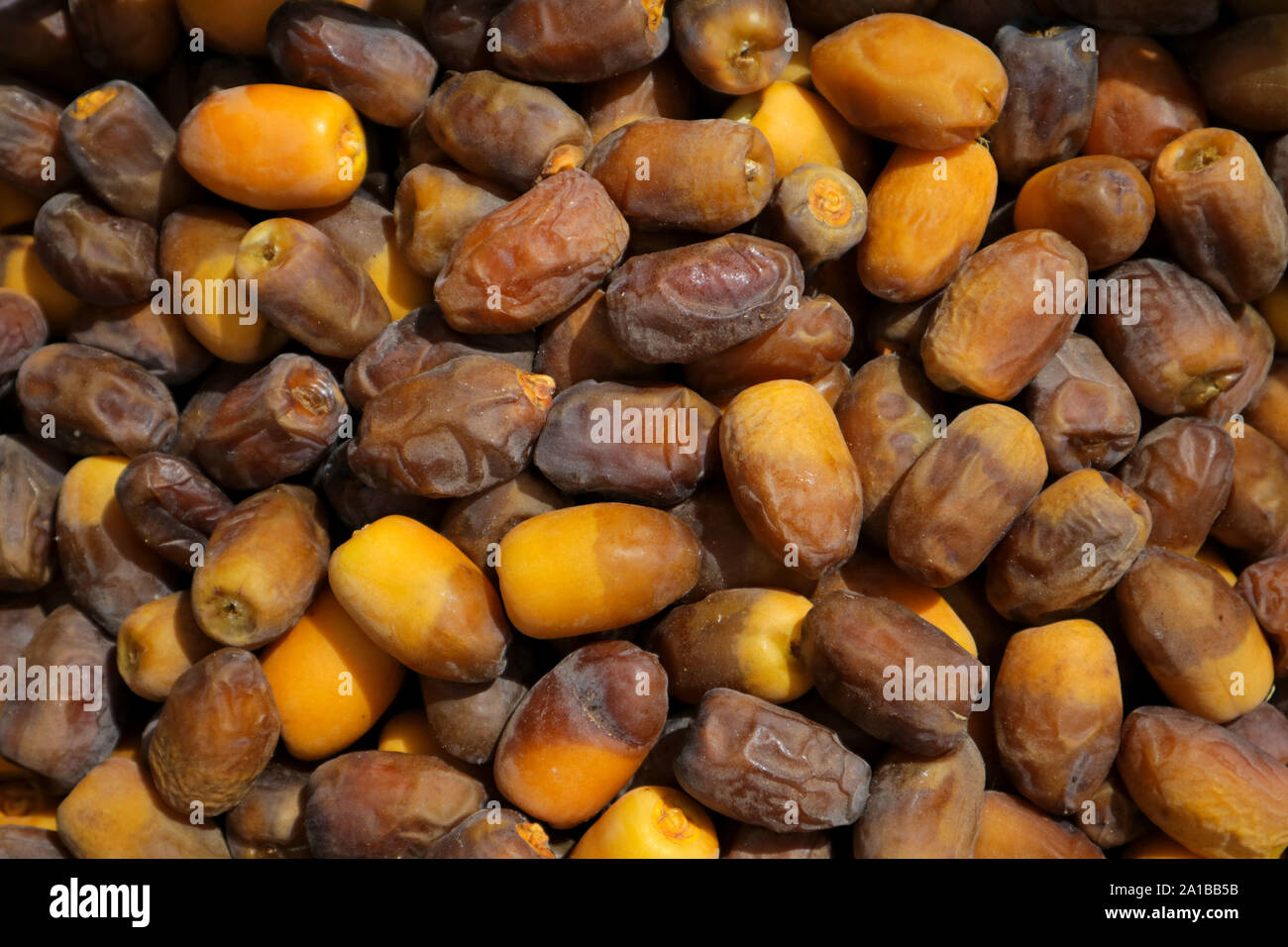 Fresh date palms which have just been harvested in Siwa Oasis Stock ...