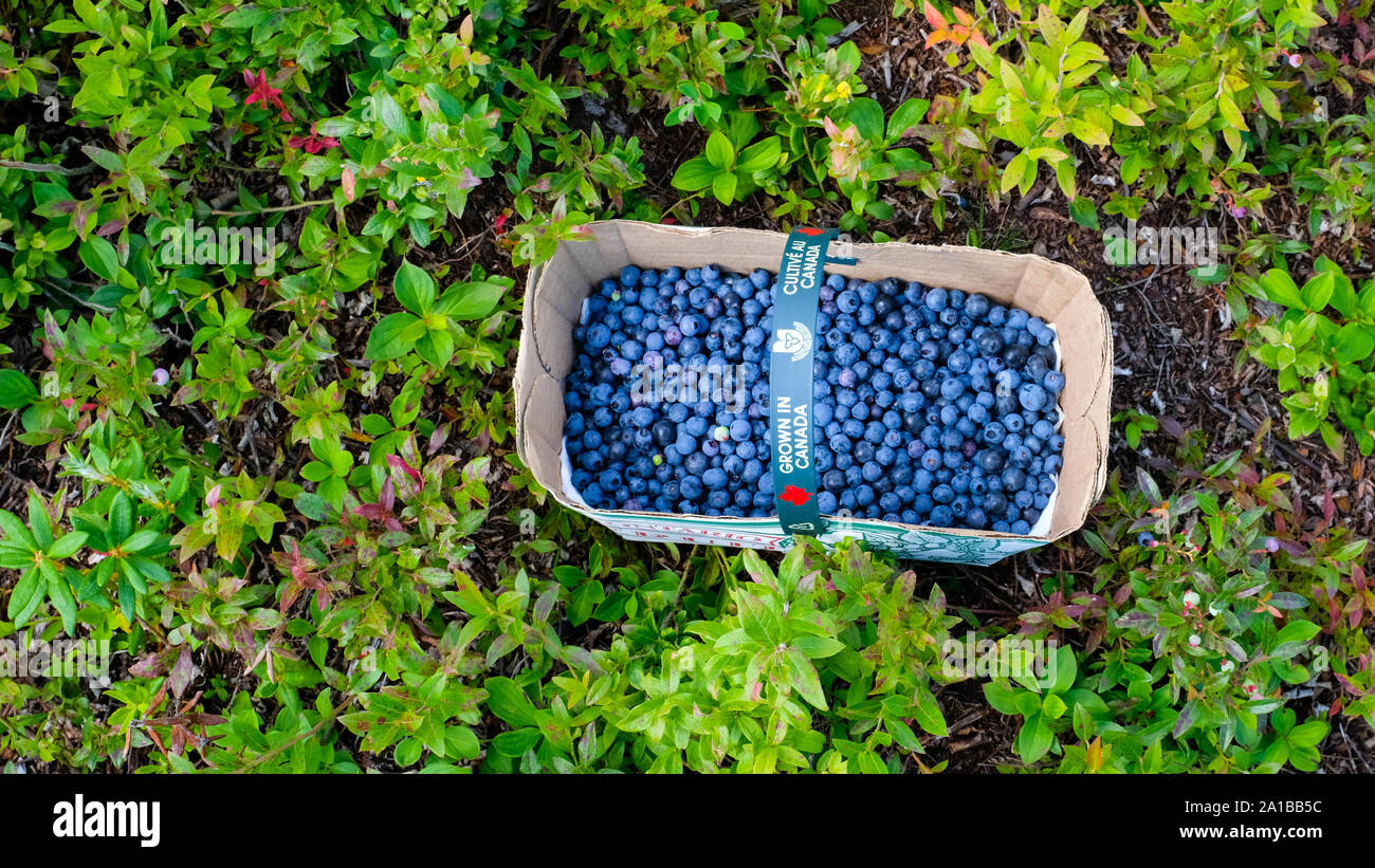 Native basket quebec hi-res stock photography and images - Alamy