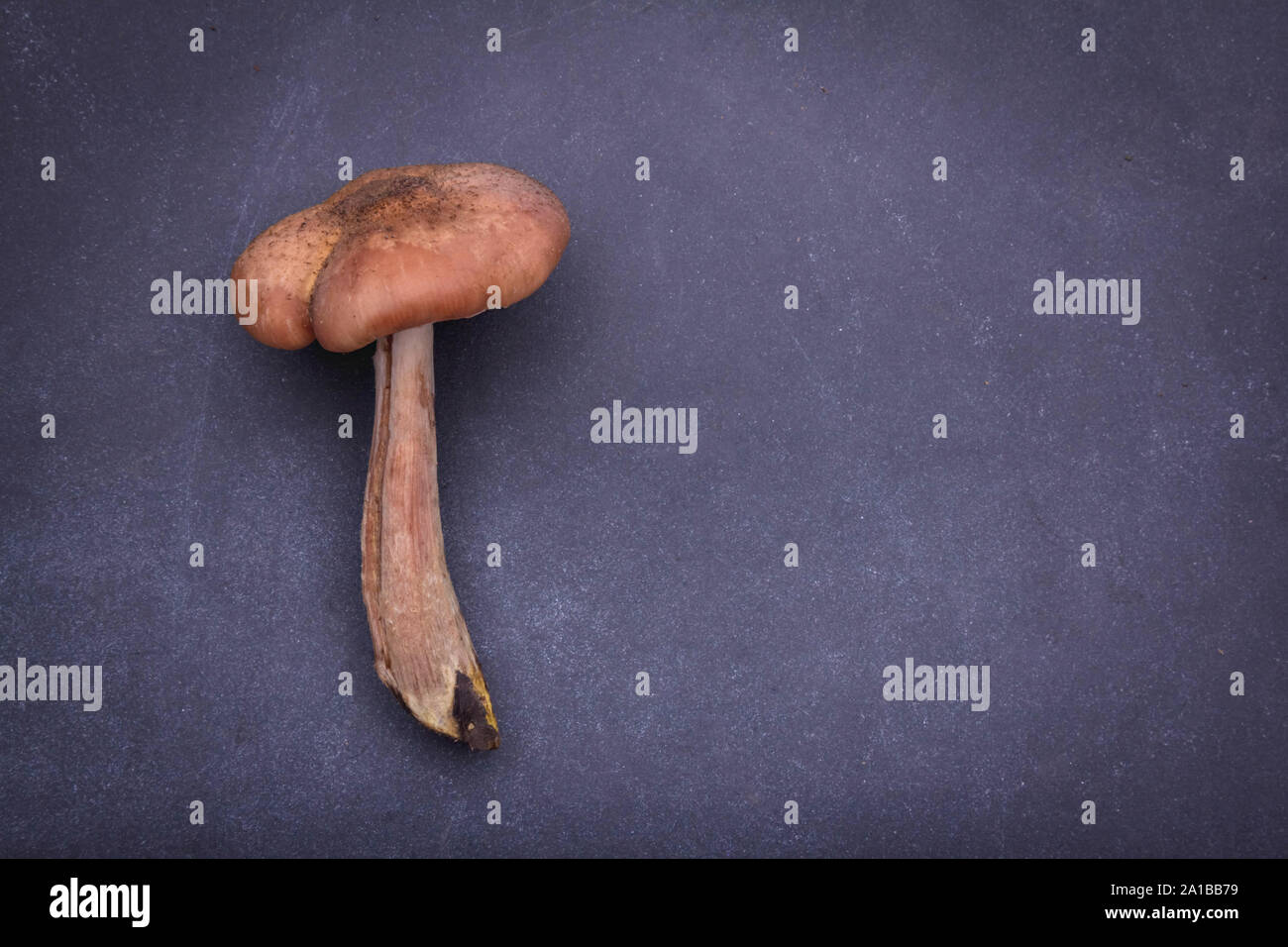 Fresh mushroom organic Stock Photo - Alamy