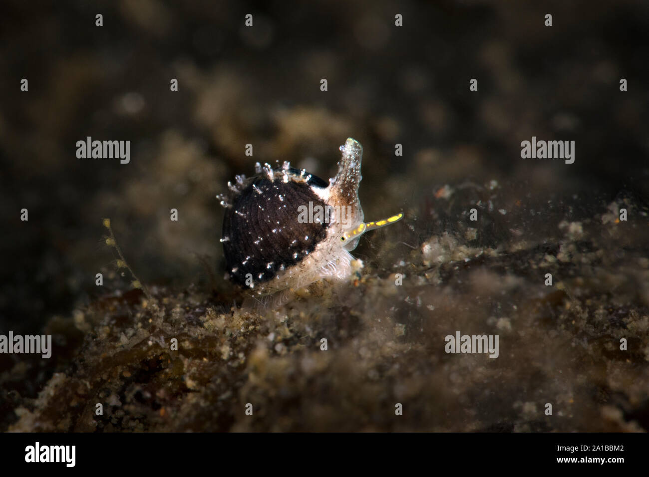 Cowry. Sea snail. Underwater macro from Ambon, Indonesia Stock Photo ...