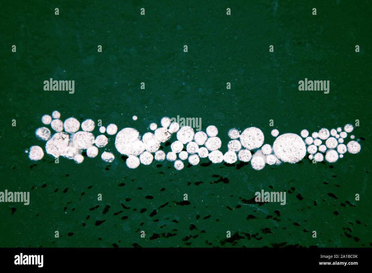 The macro structure, pattern and crystals of newly formed ice called ...