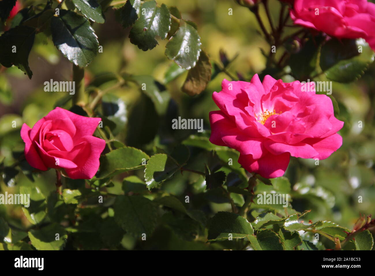 Two red-pink roses Stock Photo - Alamy