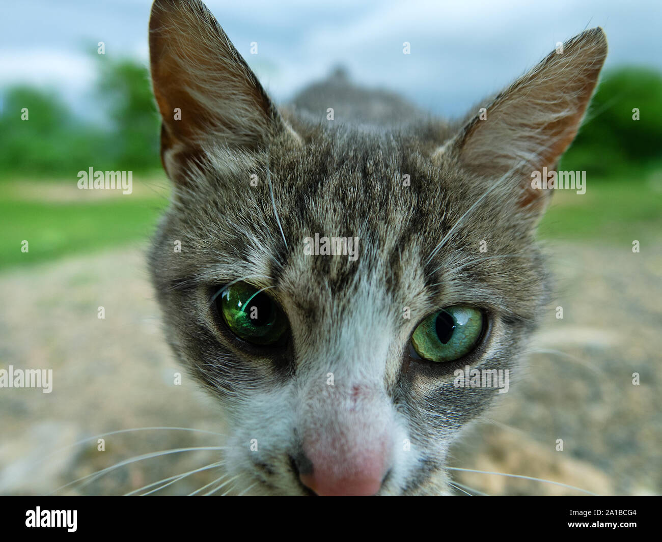 Funny cat looks at the viewer. Close-up face into the camera Stock ...