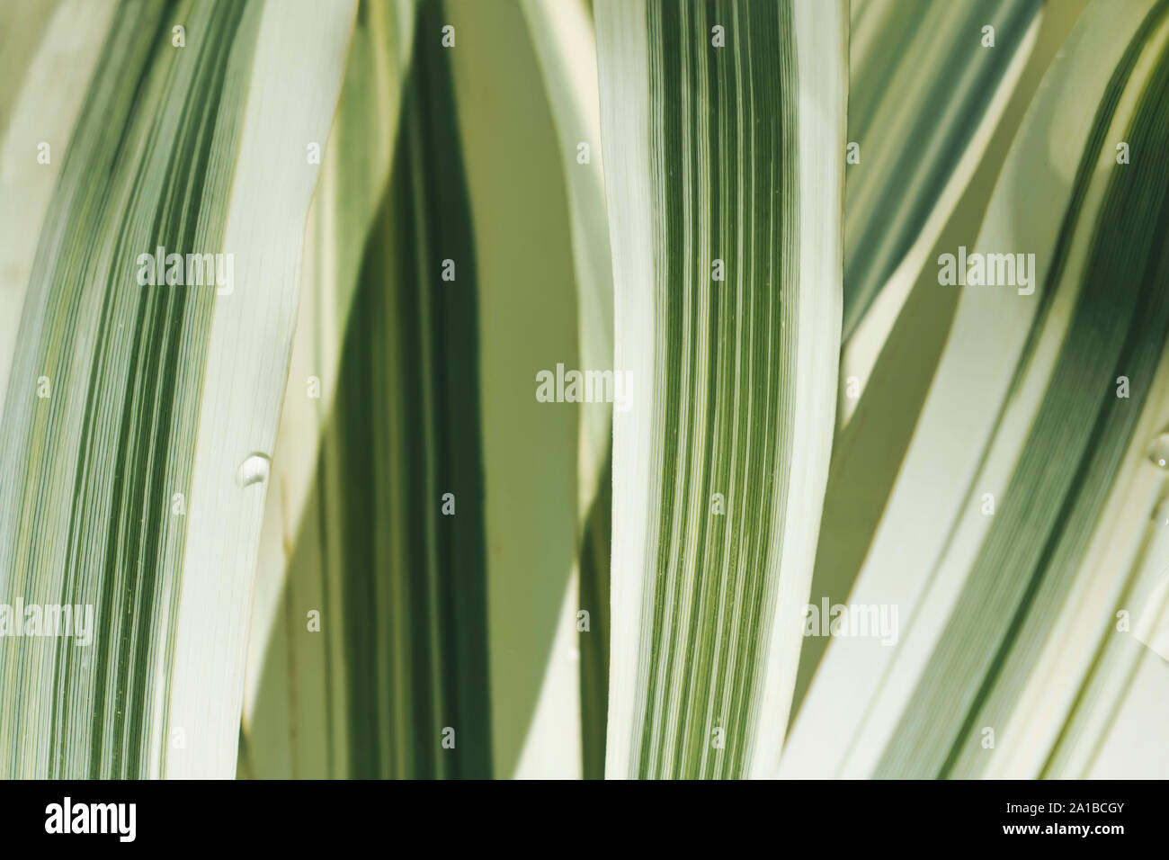 Wide striped leaves Stock Photo - Alamy