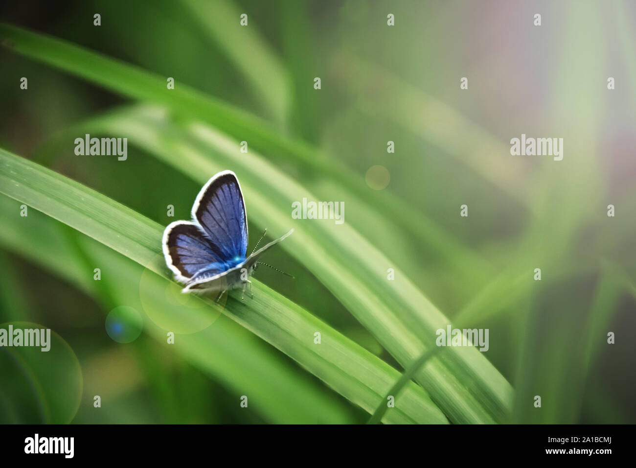 Beautiful butterfly outdoors Stock Photo - Alamy