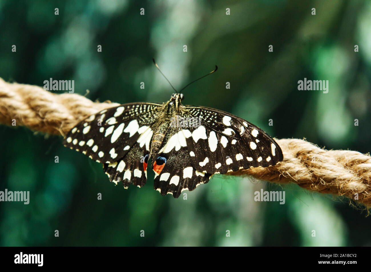 Beautiful butterfly outdoors Stock Photo - Alamy