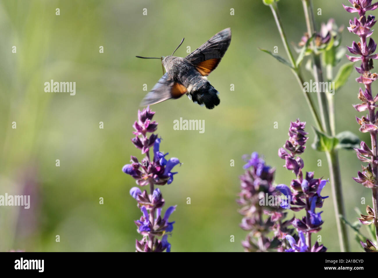Butterfly like Hummingbird, Northern Hummingbird. hummingbird hawkmoth ...