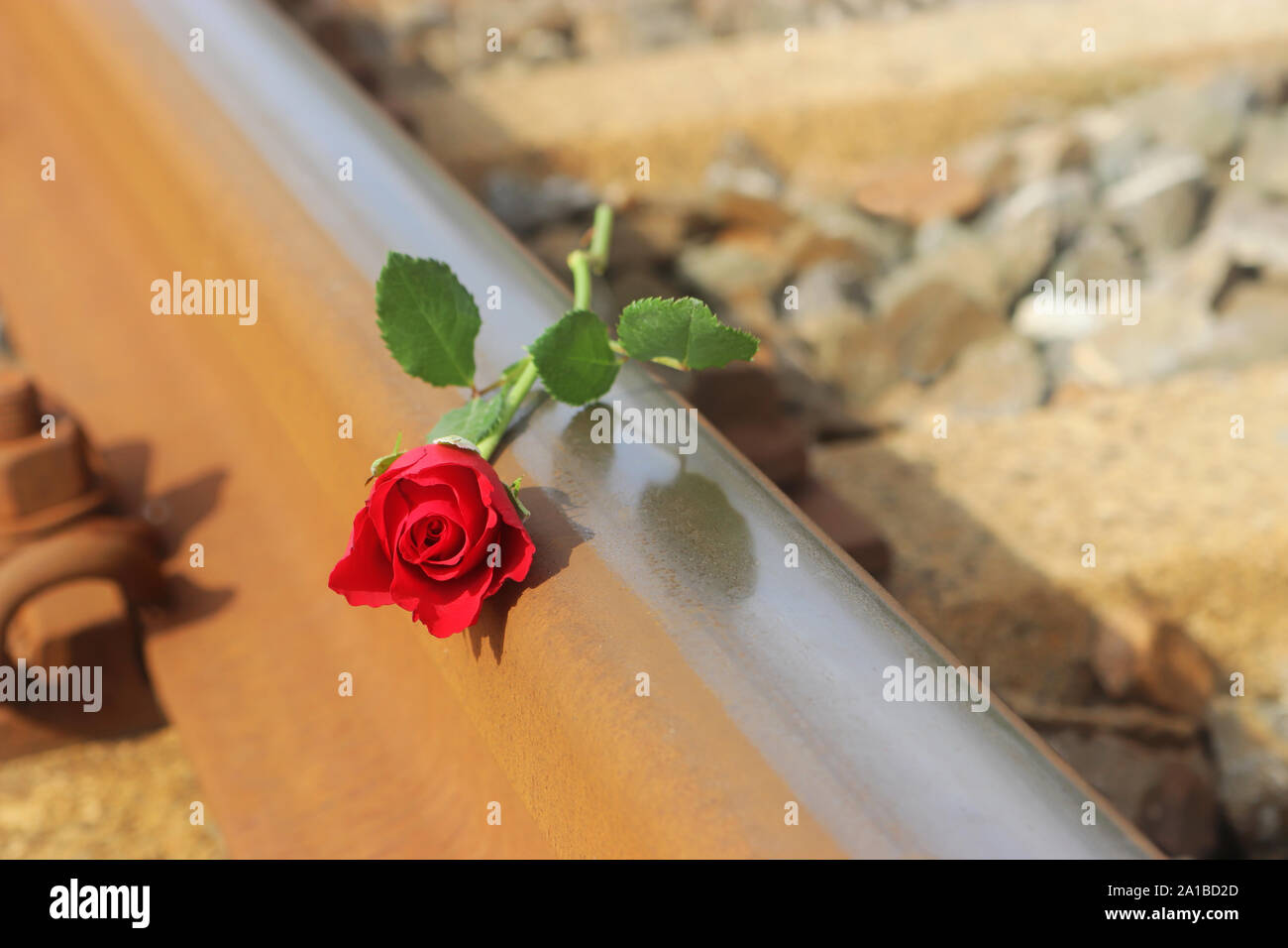 red rose lying on a railroad track, farewell symbol Stock Photo - Alamy