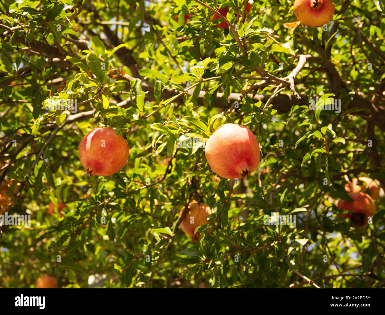 Pomegranate tree fruit hi-res stock photography and images - Alamy