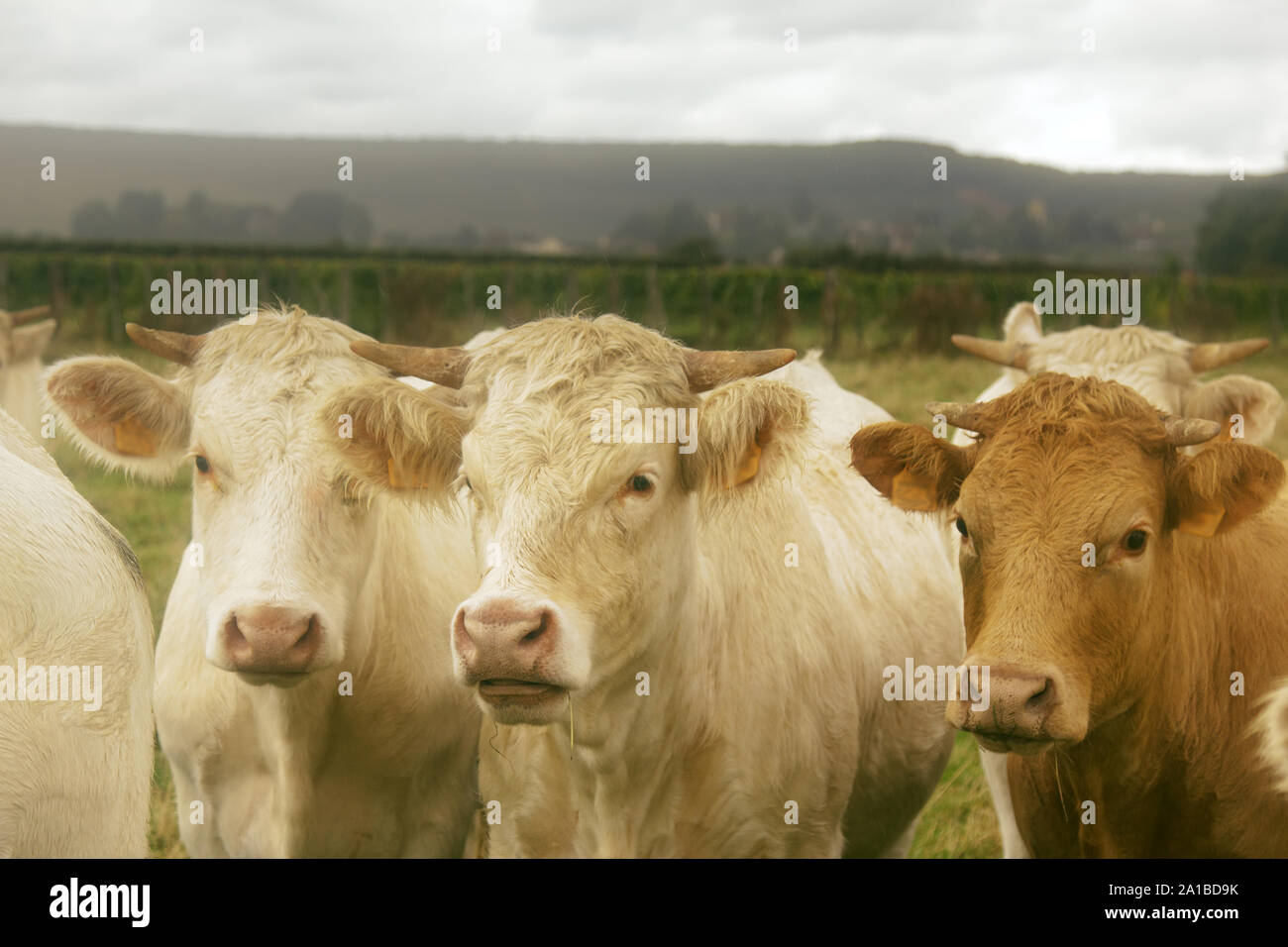 Bulls grown for slaughter for meat at grazing. European meat breeds of ...