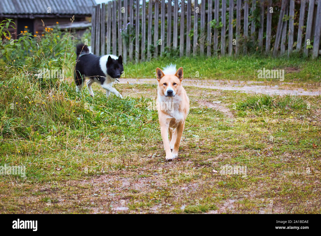 The gun dog Russian European Laika is close to the Malamute and Husky ...