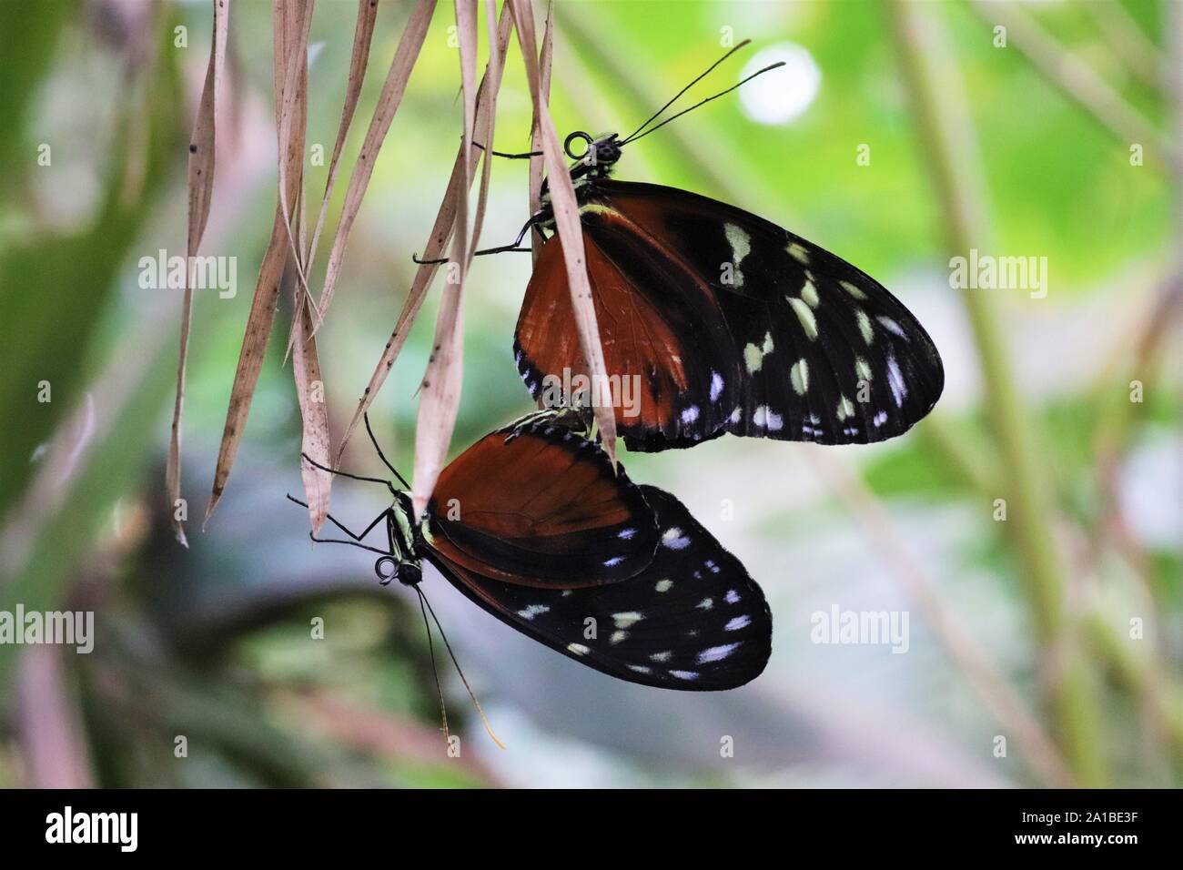 Butterfly lovers hi-res stock photography and images - Alamy