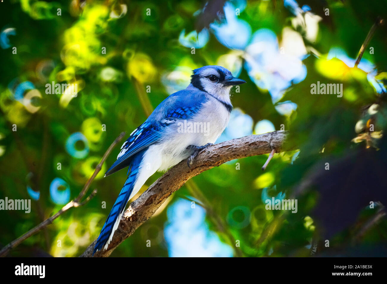 Blue jay bird hi-res stock photography and images - Alamy