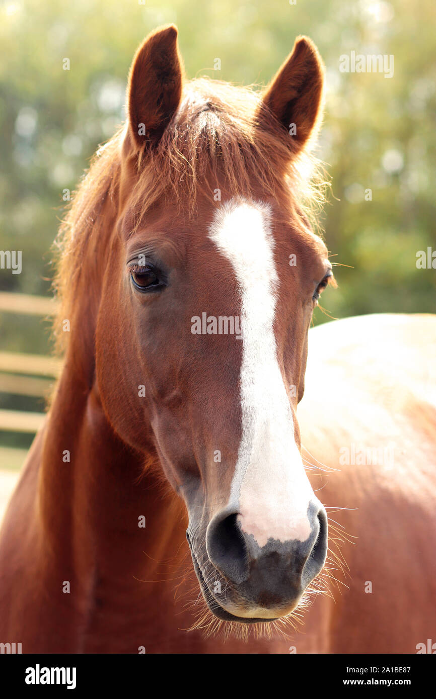 Chestnut mare hi-res stock photography and images - Alamy