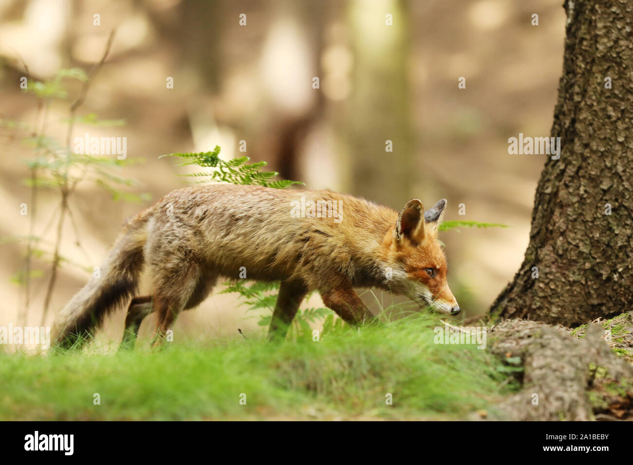Adult red fox hi-res stock photography and images - Alamy