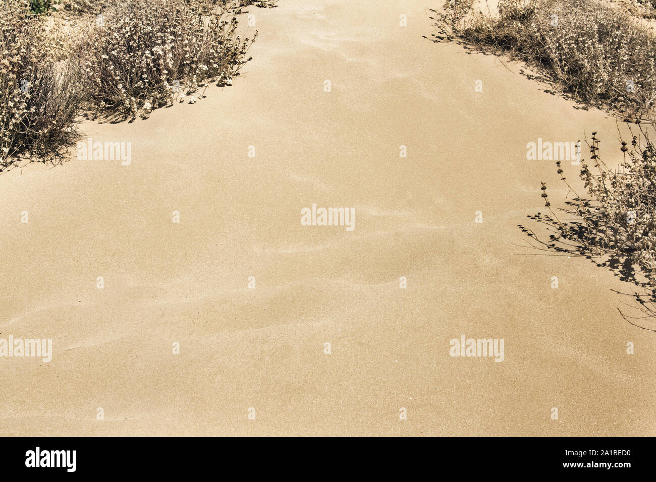 Sand background with dry plants Stock Photo - Alamy