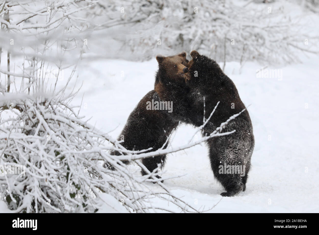 Pairof young brown bear training fight - Ursus arctos Stock Photo - Alamy