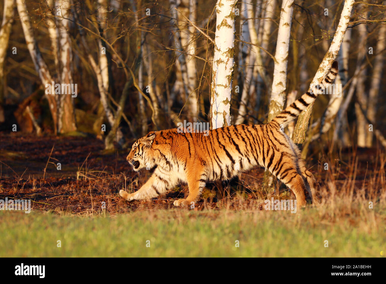 Siberian taiga forest hi-res stock photography and images - Alamy