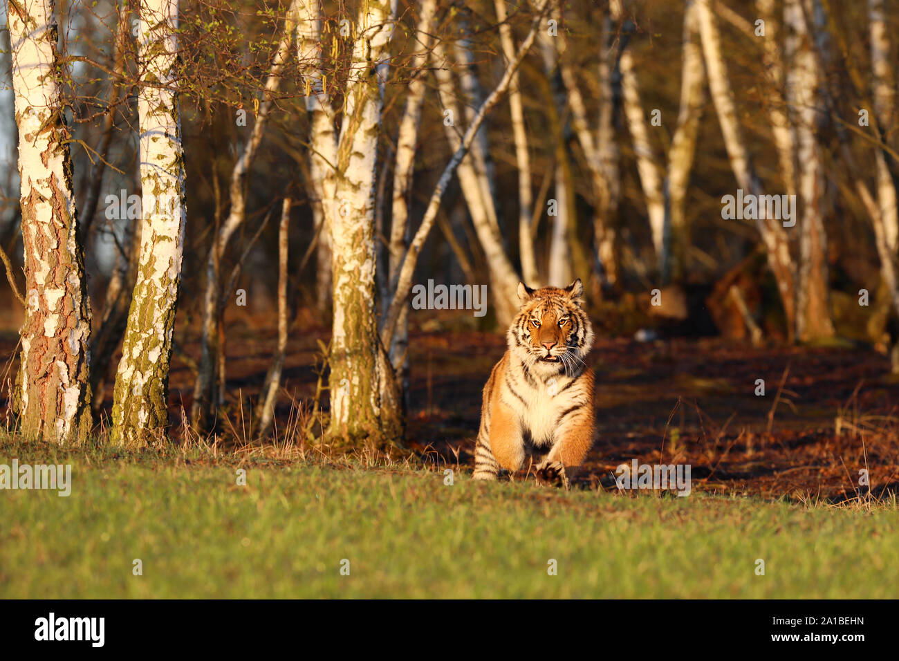 Amur Tiger running in birch forest. dangerous animal, taiga, Russia ...