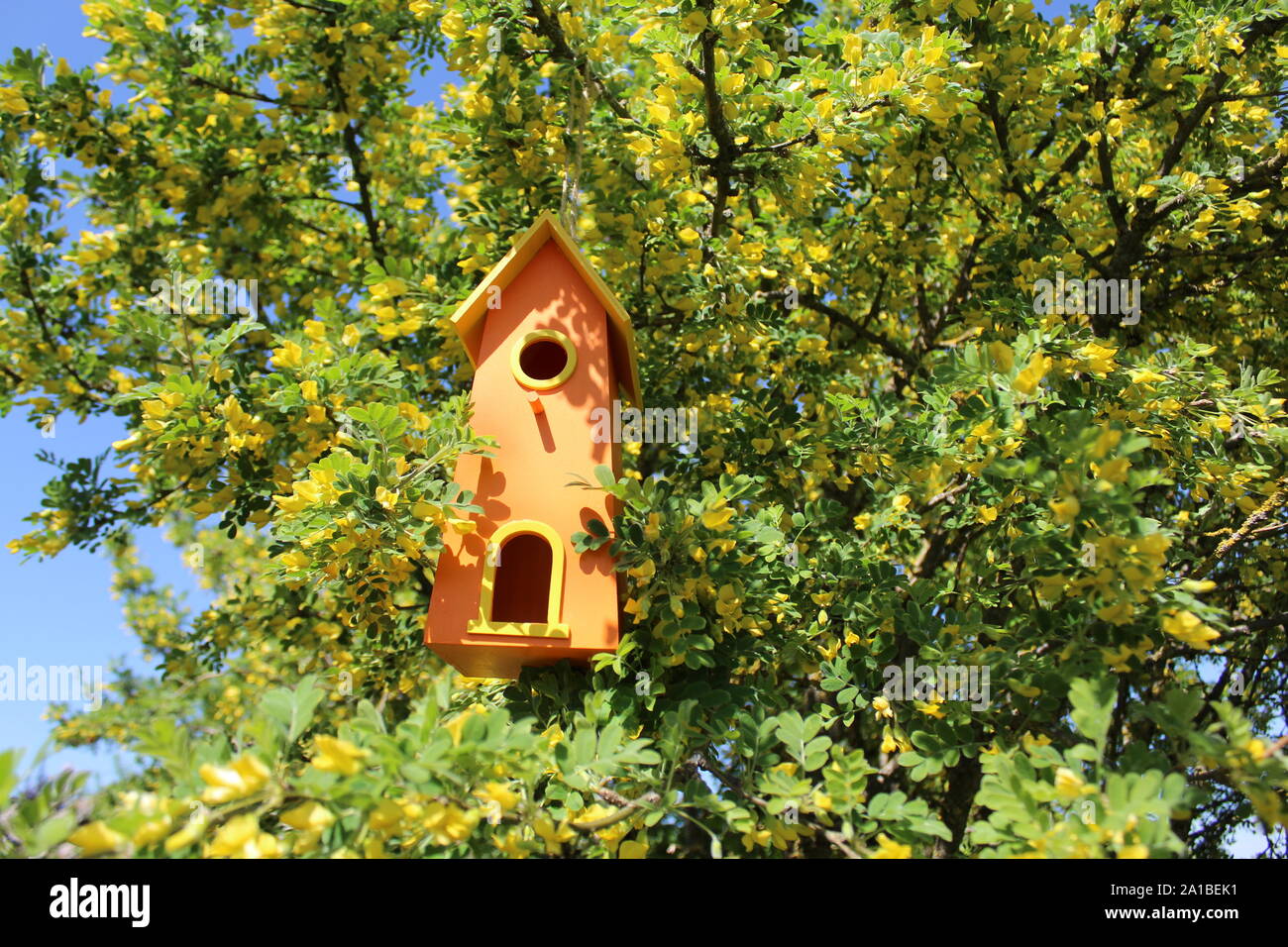 The picture shows a bird house in the tree Stock Photo - Alamy