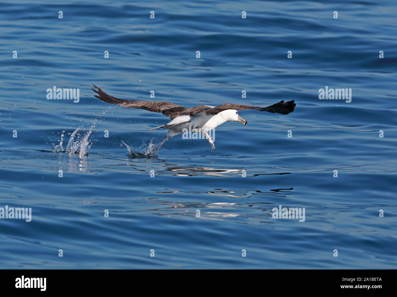 Black-browed Albatross (Thalassarche melanophris) immature taking off ...