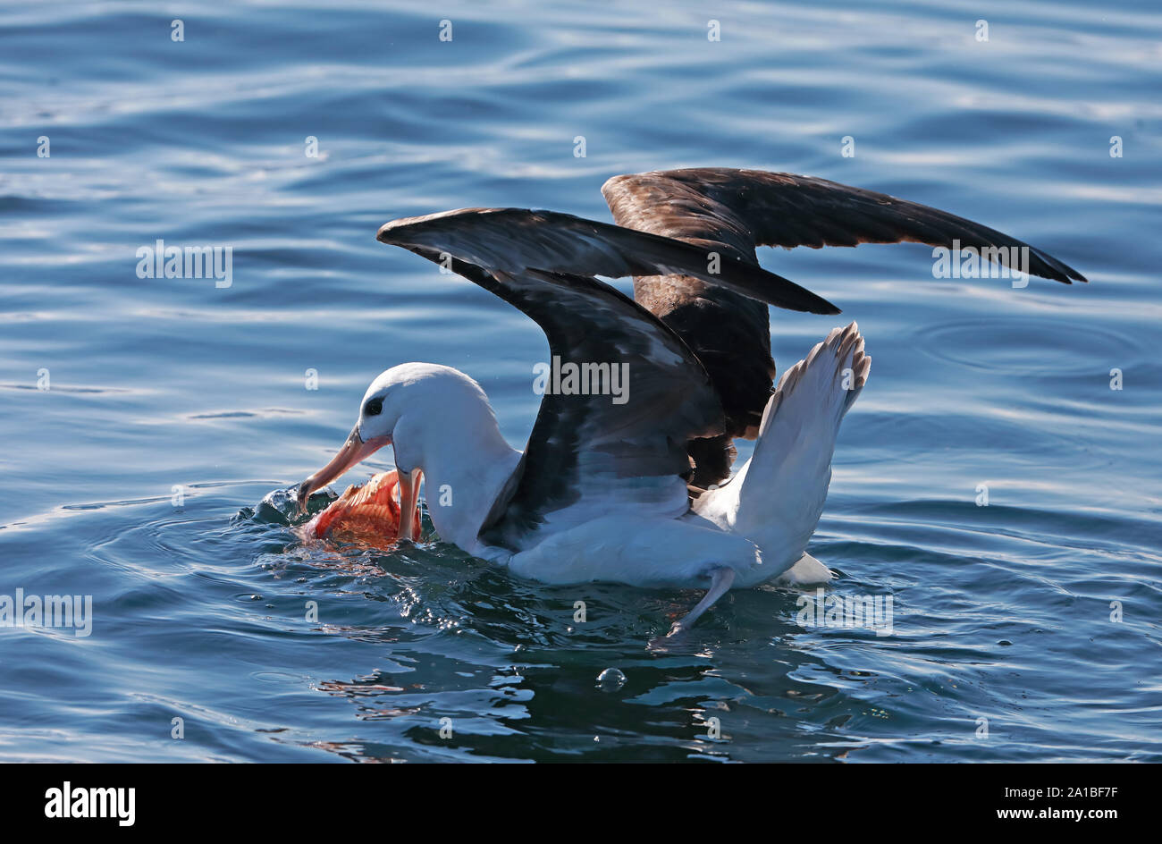 Black-browed Albatross (Thalassarche melanophris) immature on the sea ...
