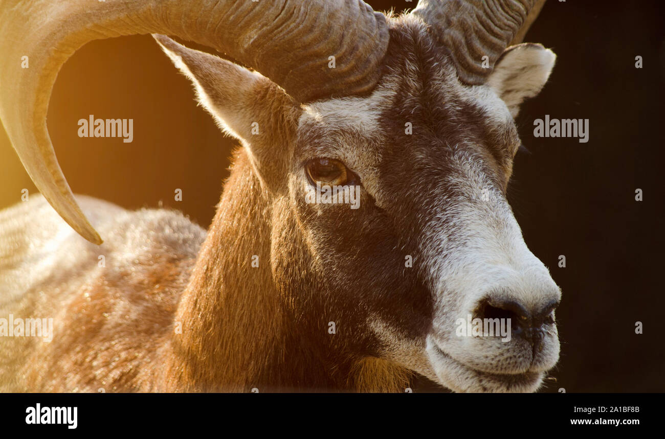 Goat Ram Horns High Resolution Stock Photography and Images - Alamy