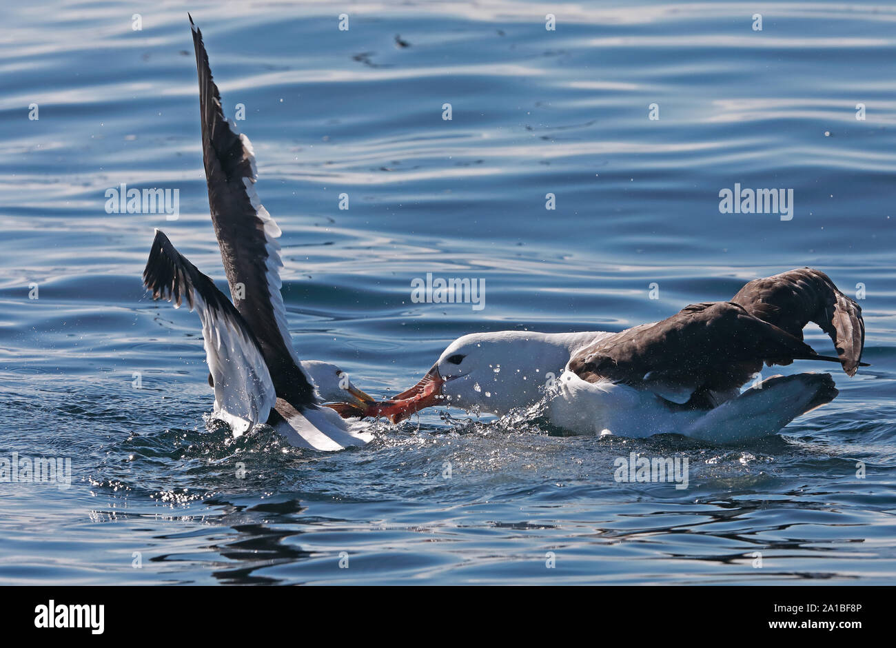 Black-browed Albatross (Thalassarche melanophris) immature fighting ...