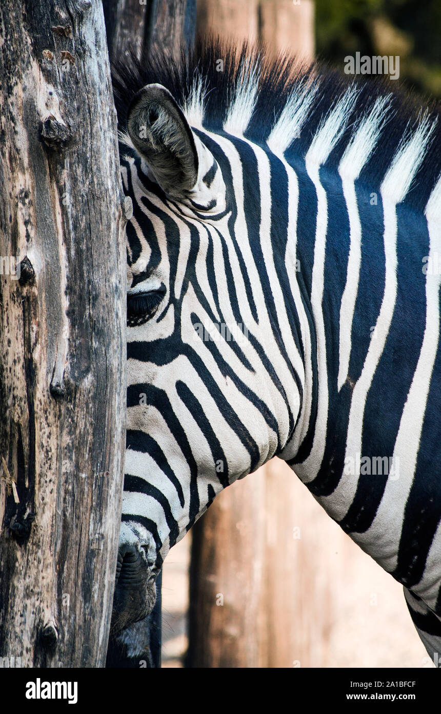 Sad zebra portrait in zoo Stock Photo - Alamy