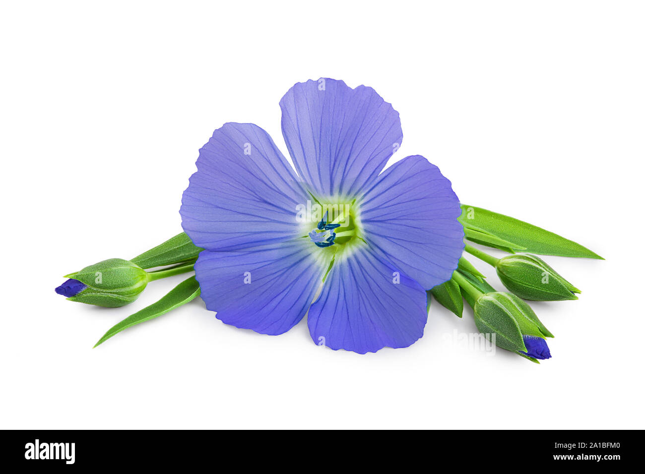 Flax blue flowers closeup isolated on white background Stock Photo - Alamy