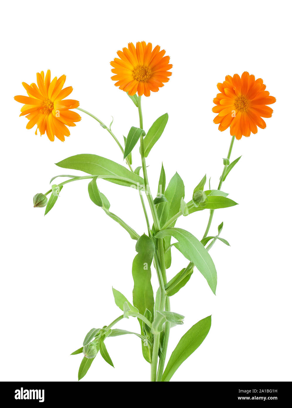 Bushes of orange Calendula flowers background . Isolated on white Stock ...