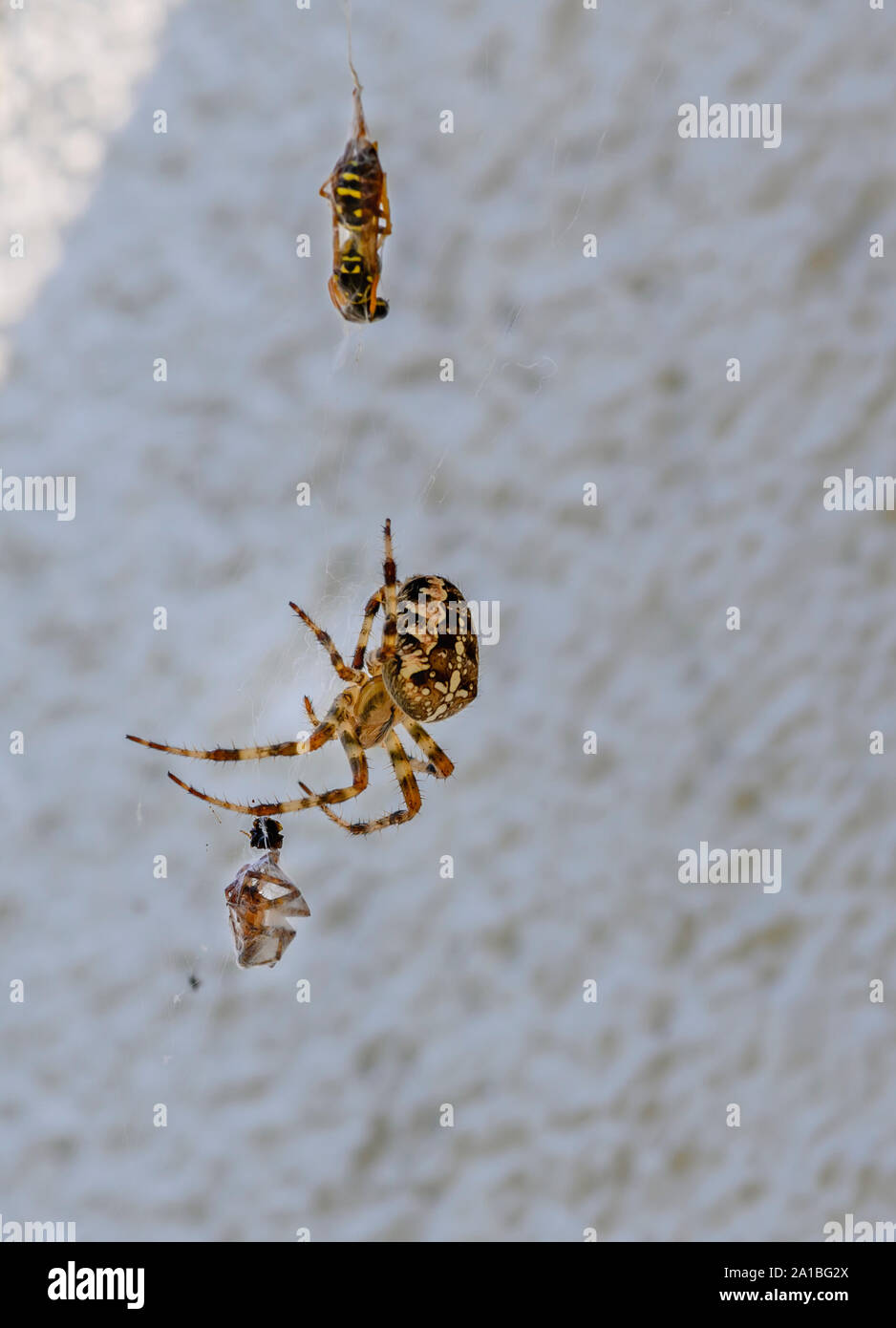 After the fight between two spiders of different size, the smaller has ...