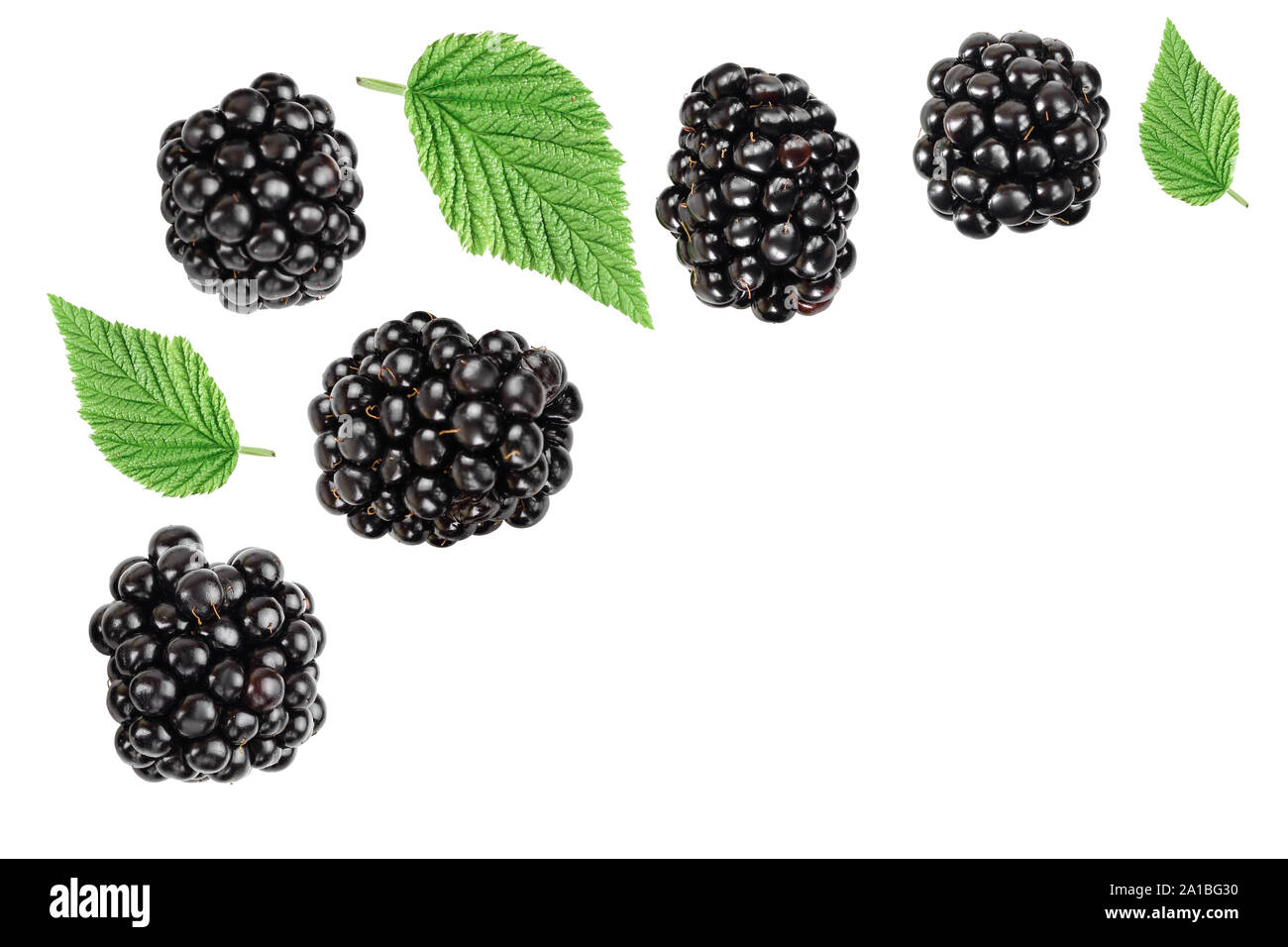 blackberry with leaf isolated on a white background. With copy space ...