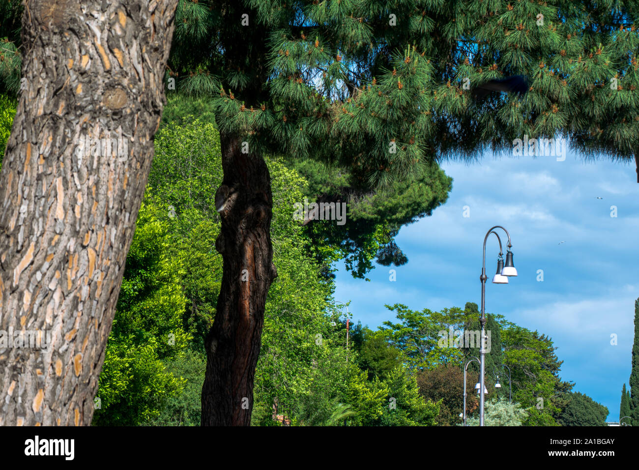 Nature seen through beautiful trees in Rome, Italy Stock Photo - Alamy
