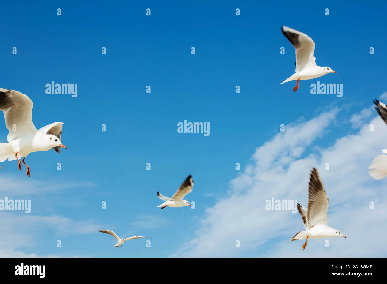 Seagull white group Stock Photo - Alamy