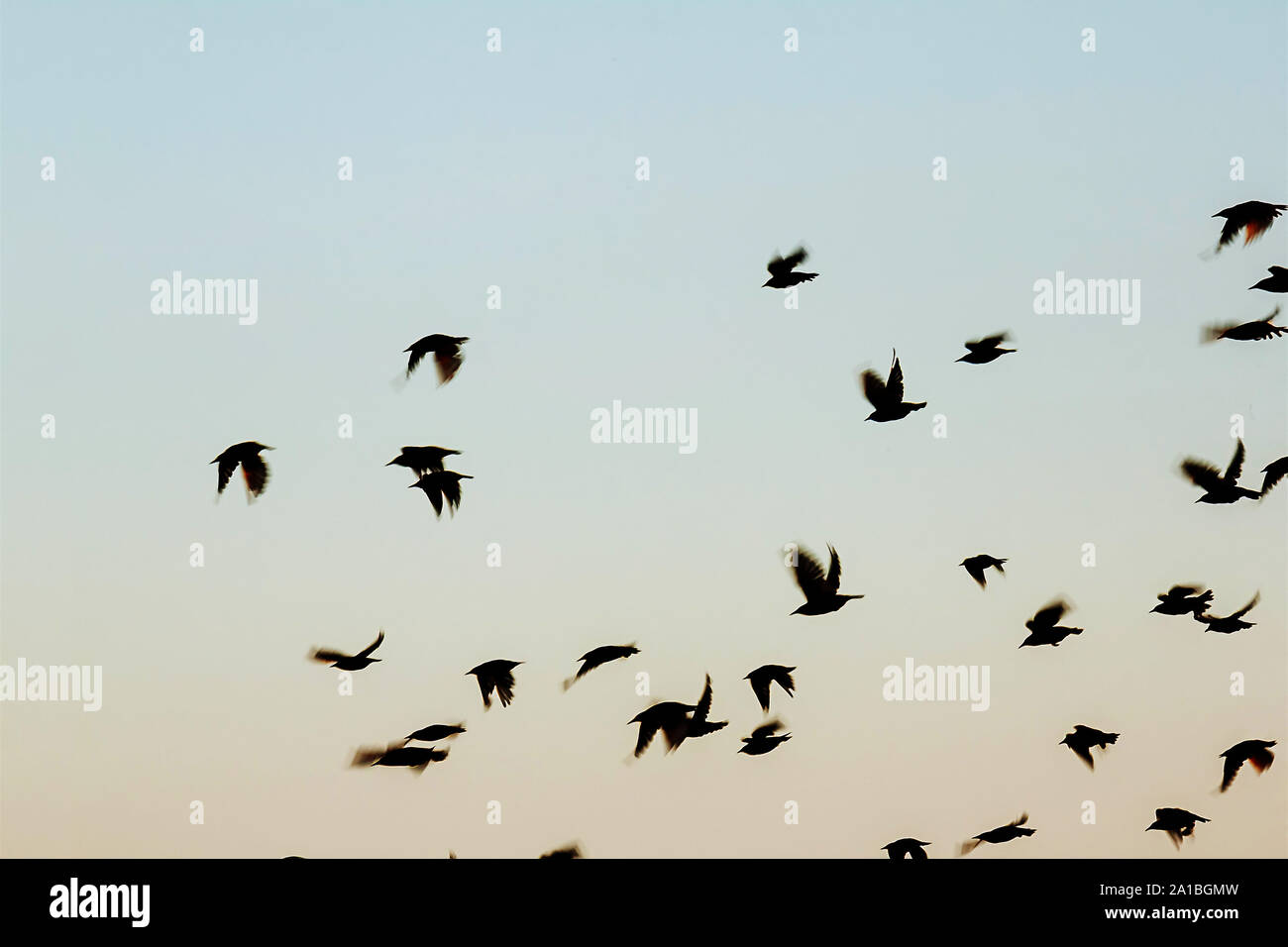 Bird silhouette swarm Stock Photo - Alamy