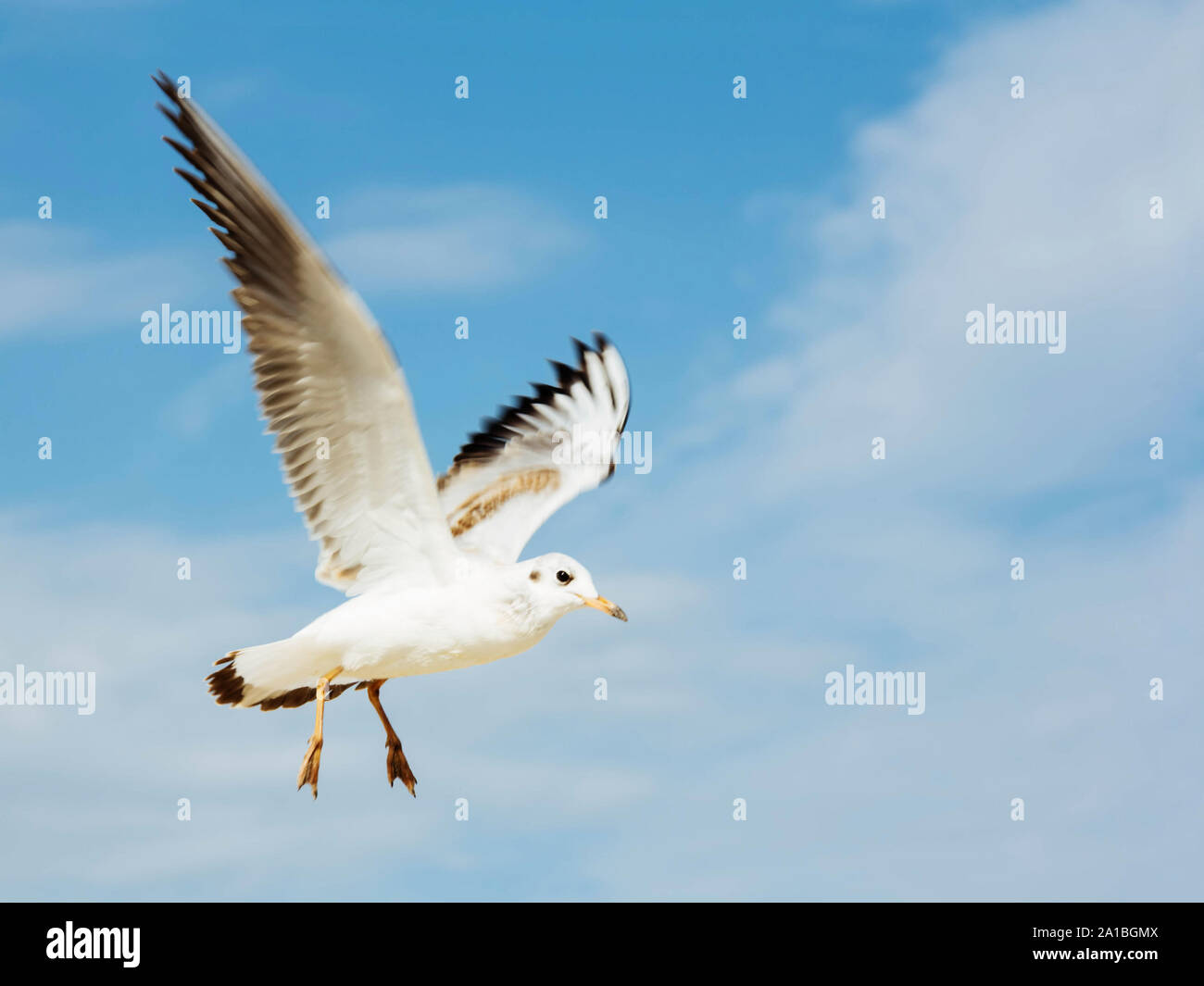 Flying sea birds hi-res stock photography and images - Alamy