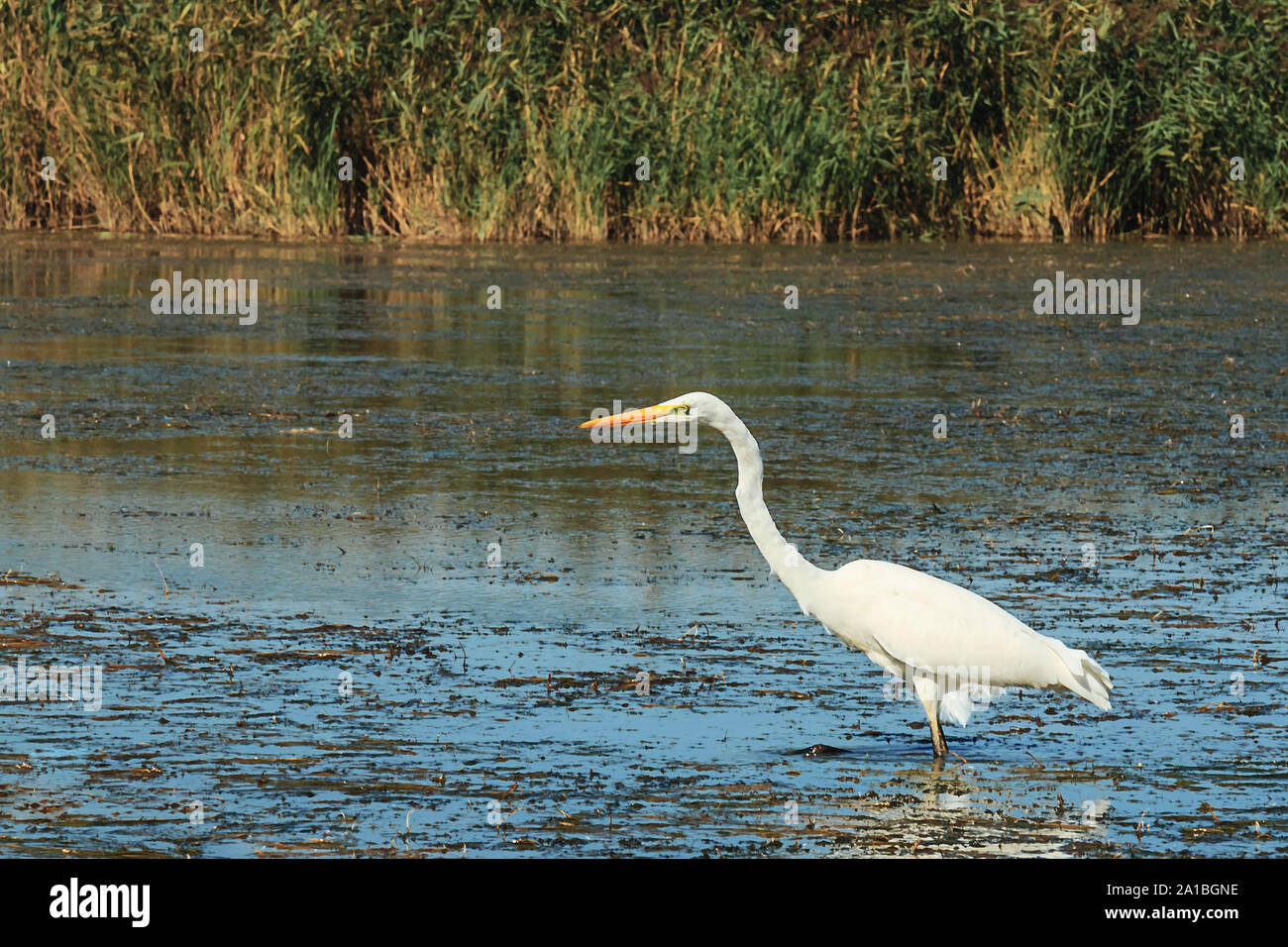 Great blue heron nature reserve hi-res stock photography and images - Alamy