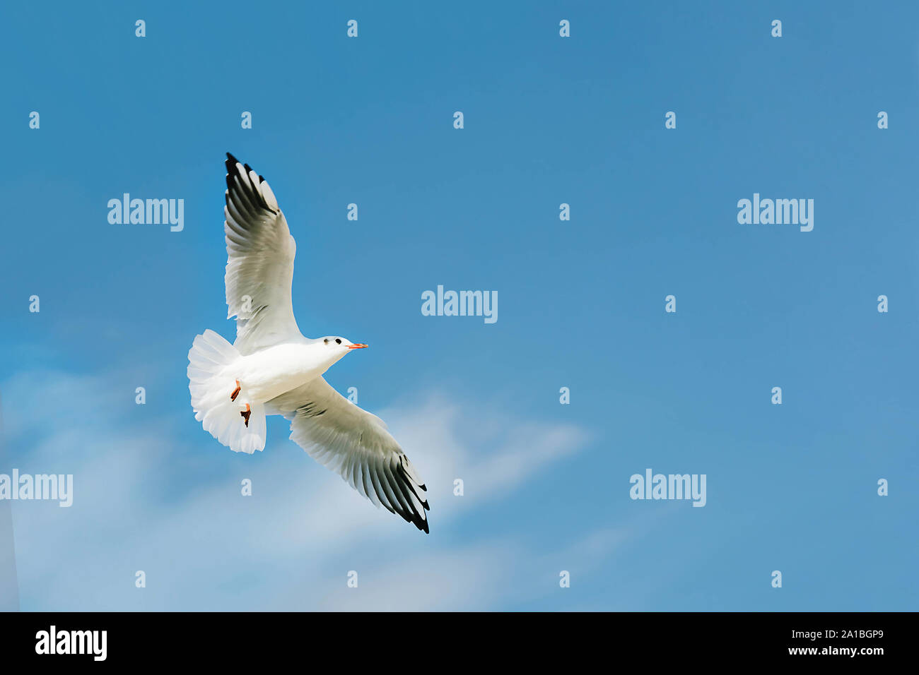 Seagull diving into sea hi-res stock photography and images - Alamy