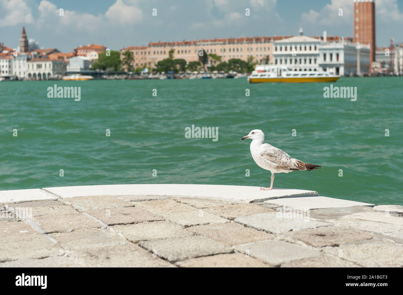 Unique seagull hi-res stock photography and images - Alamy