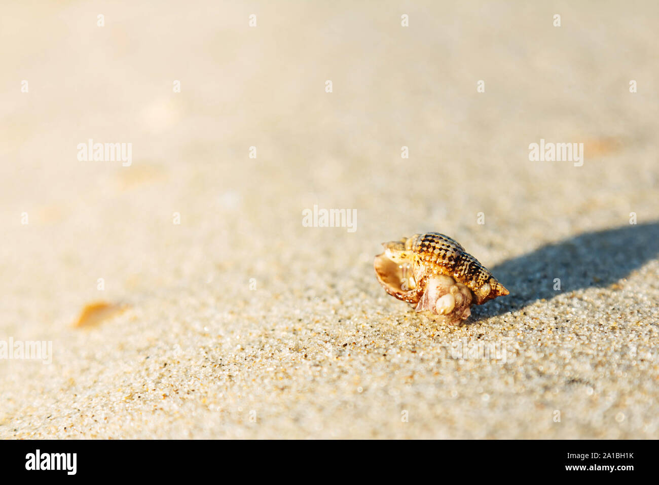 Shell on sand beach Stock Photo - Alamy
