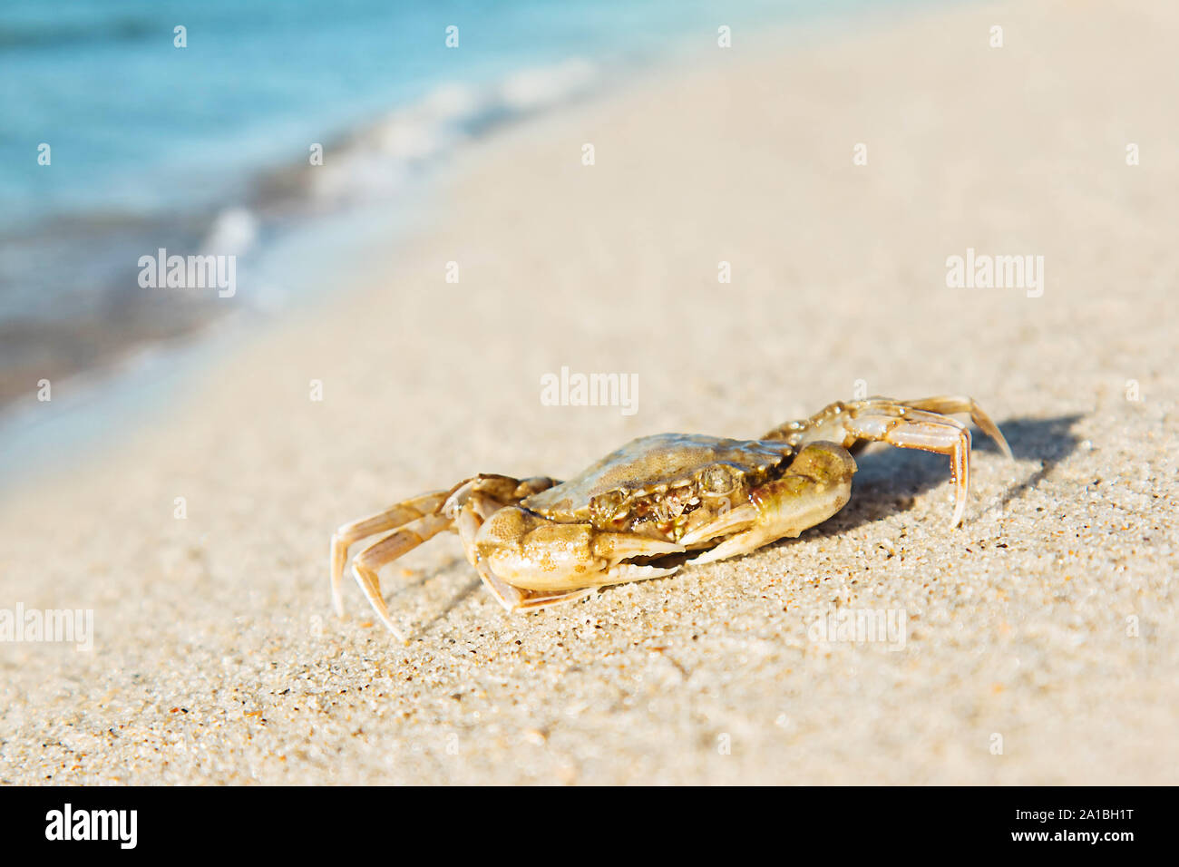 Big hermit crab hi-res stock photography and images - Alamy