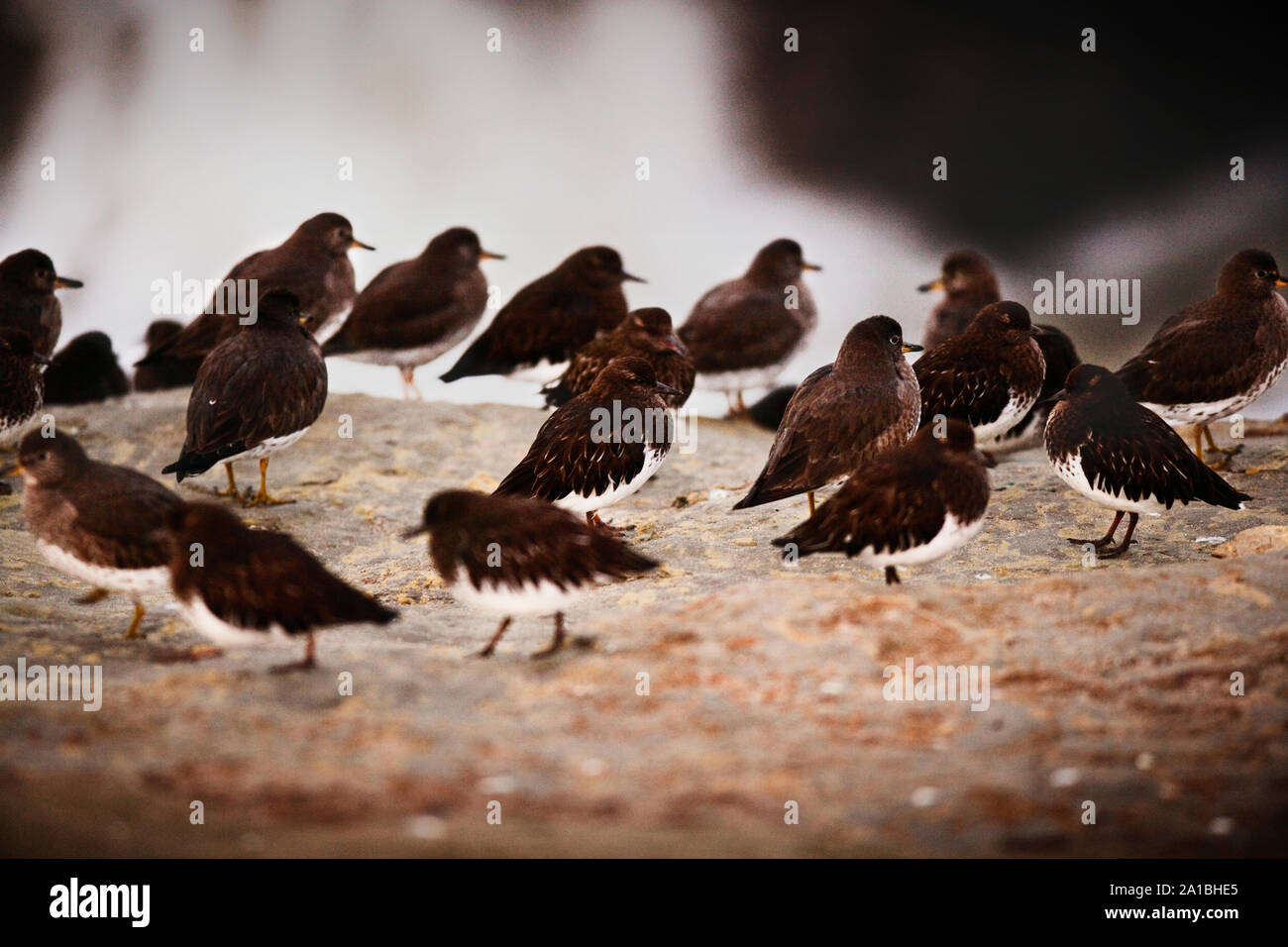 Birds on a rock Stock Photo - Alamy