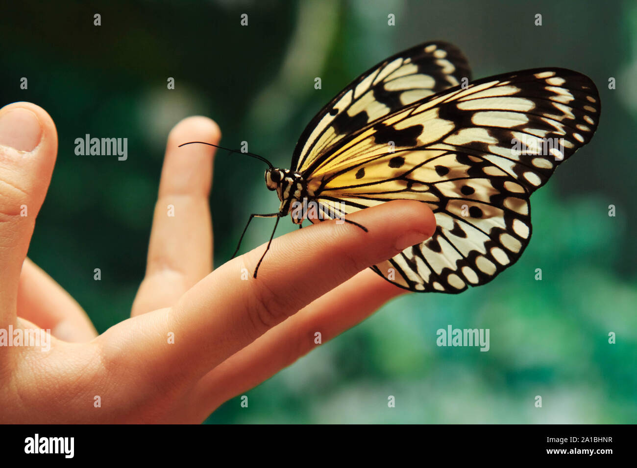 Beautiful butterfly outdoors Stock Photo - Alamy