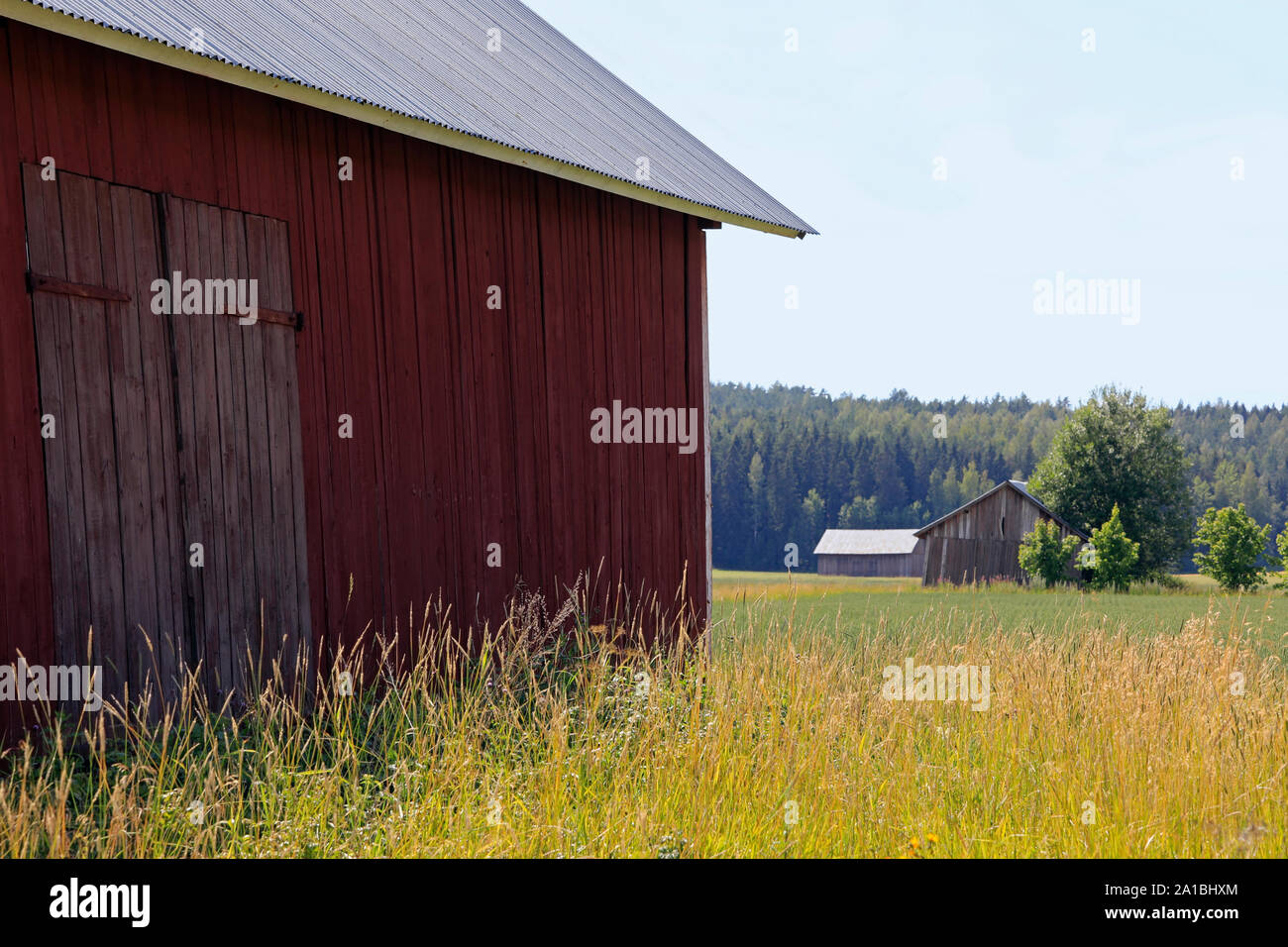 Country landscape with three wooden barns, slightly leaning, on a sunny ...
