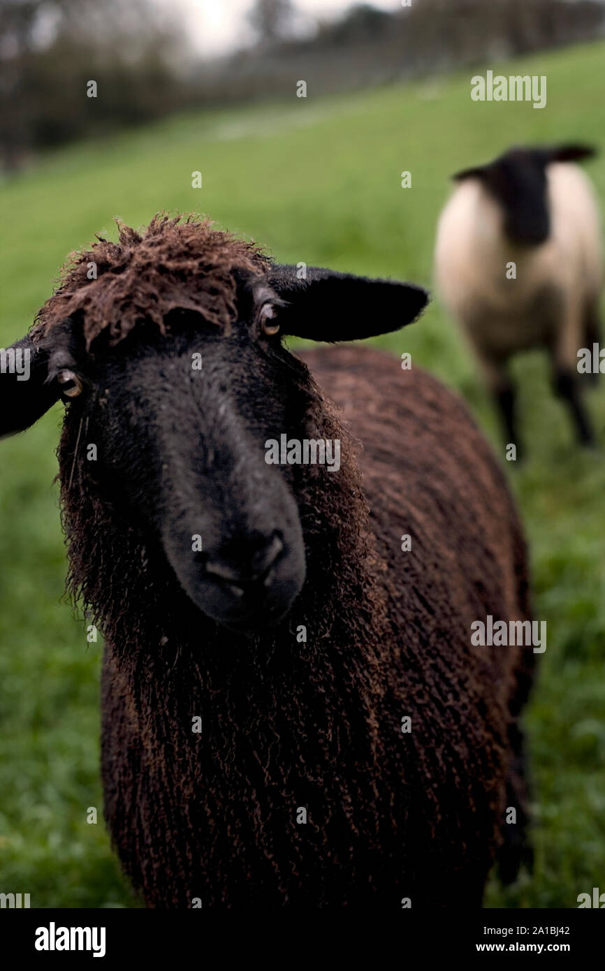 View of domesticated sheep Stock Photo - Alamy