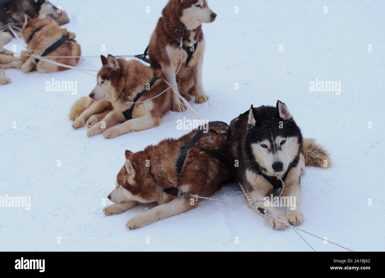 Husky vehicle hi-res stock photography and images - Alamy