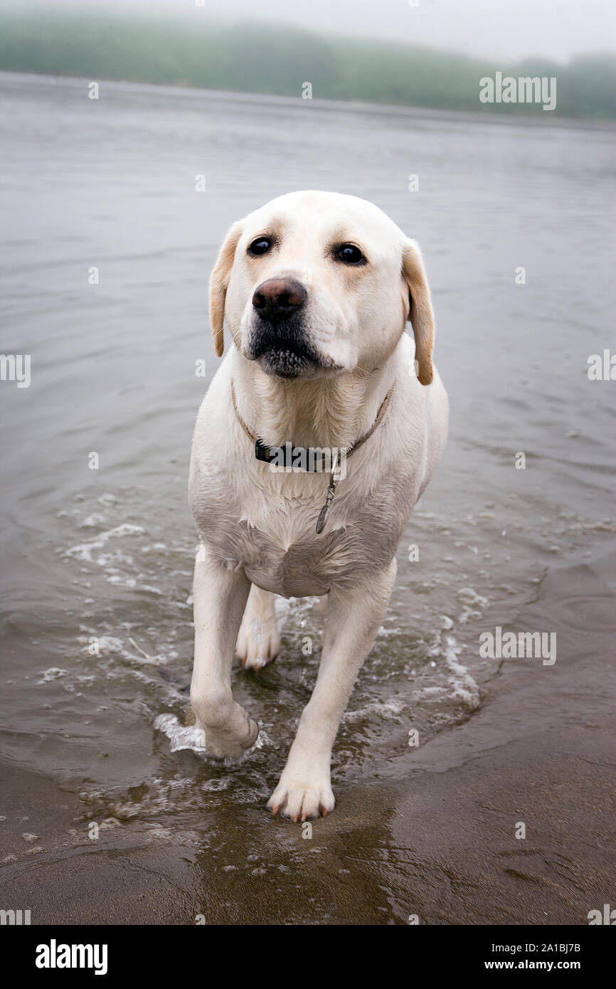 Dog sea creature hi-res stock photography and images - Alamy